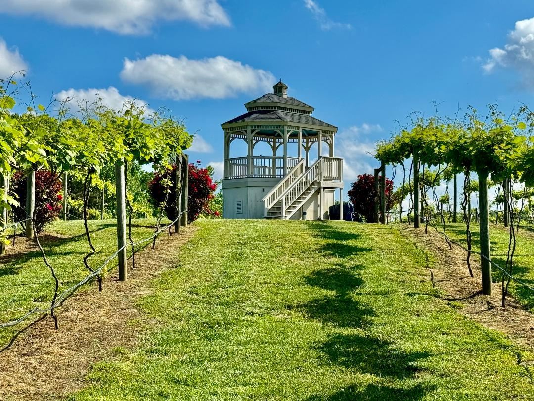 30OffLocal. Gauthier Vineyard
