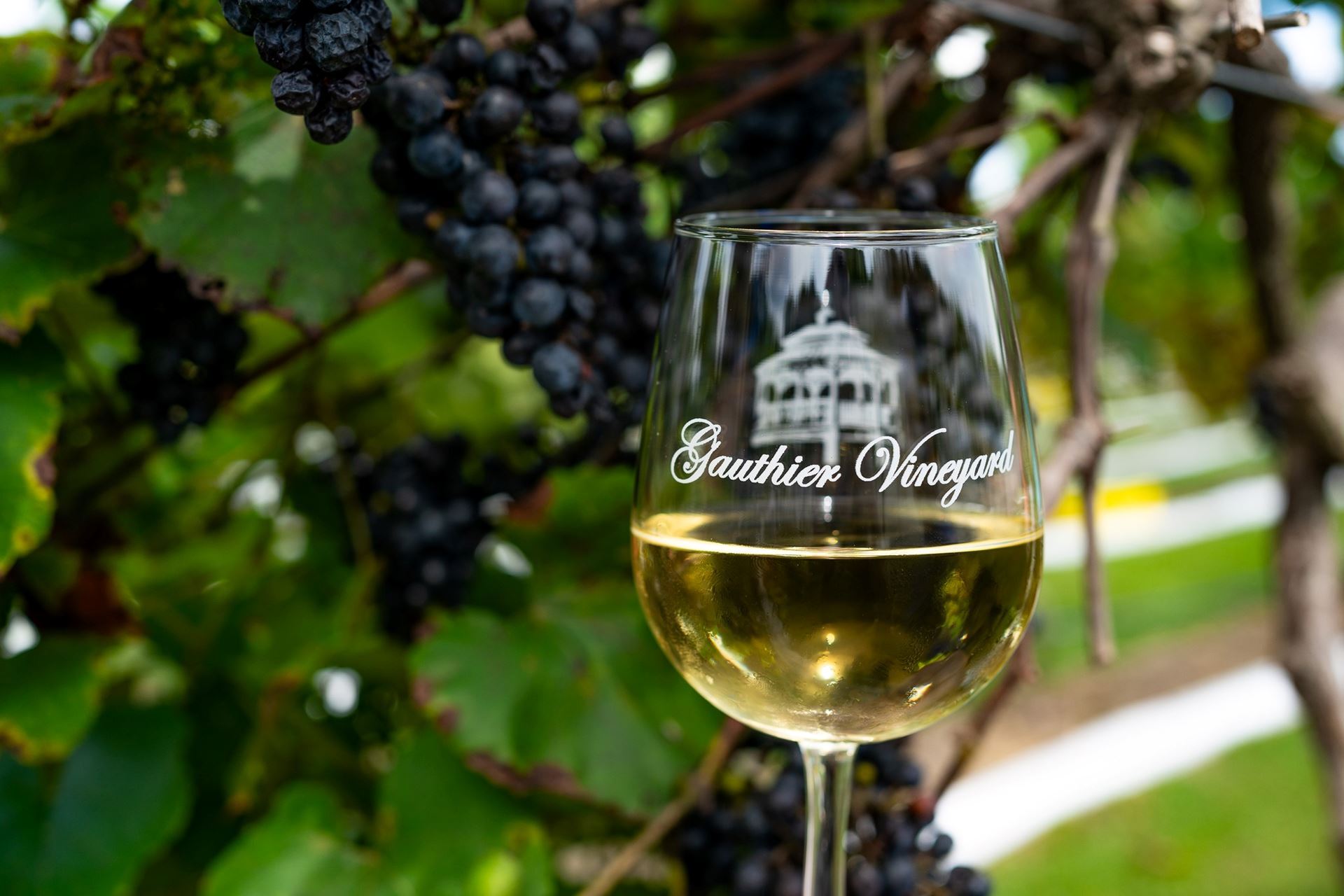30OffLocal. Gauthier Vineyard